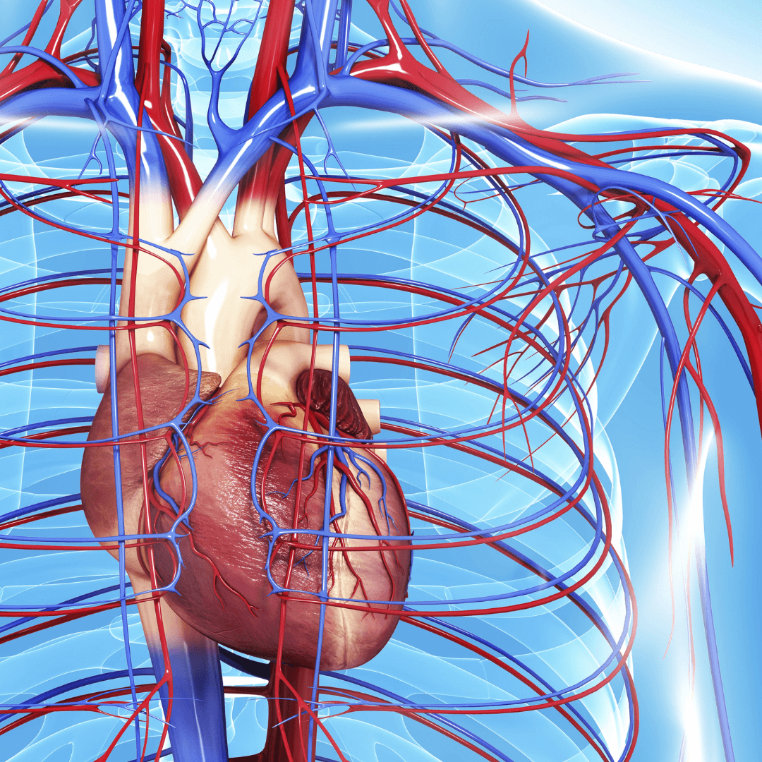 CARDIO VASCULAR INFORMATION SYSTEM (CVIS) - Cetas Healthcare
